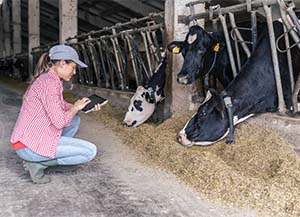 The importance of having livestock insurance